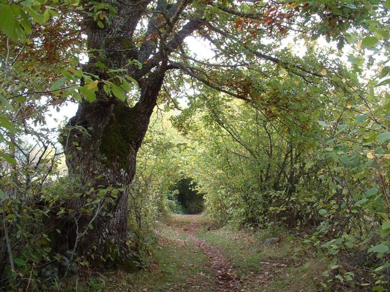 Senda de La Pedrosa – 13.10.02 – Caminando – Blog de Luisfer